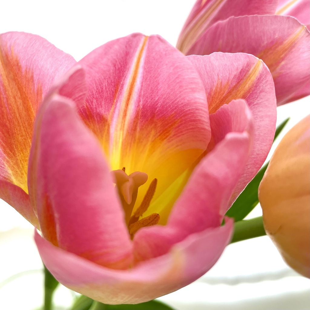 チューリップ: FROG☆WORKS雑記帳