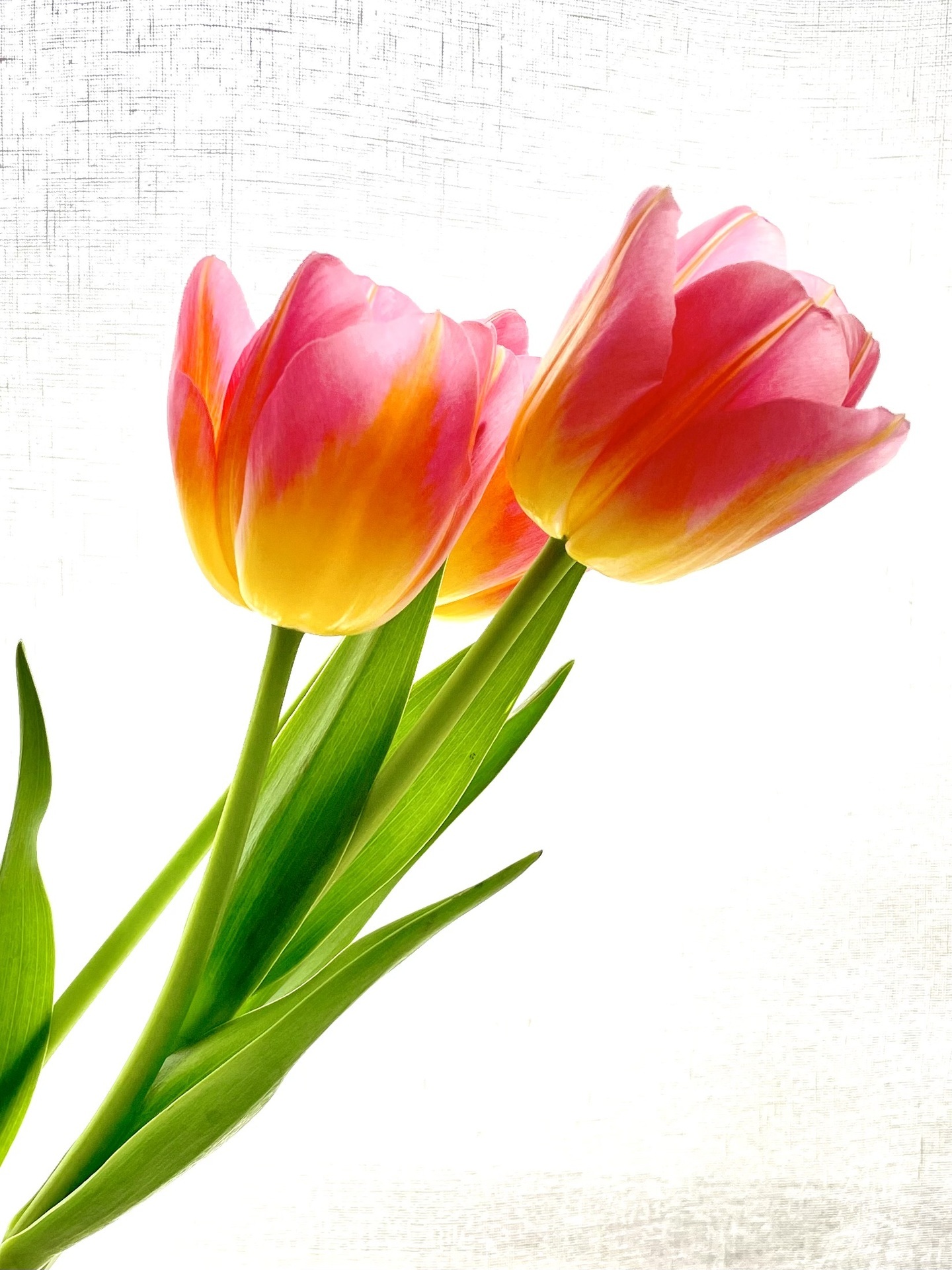 チューリップ: FROG☆WORKS雑記帳