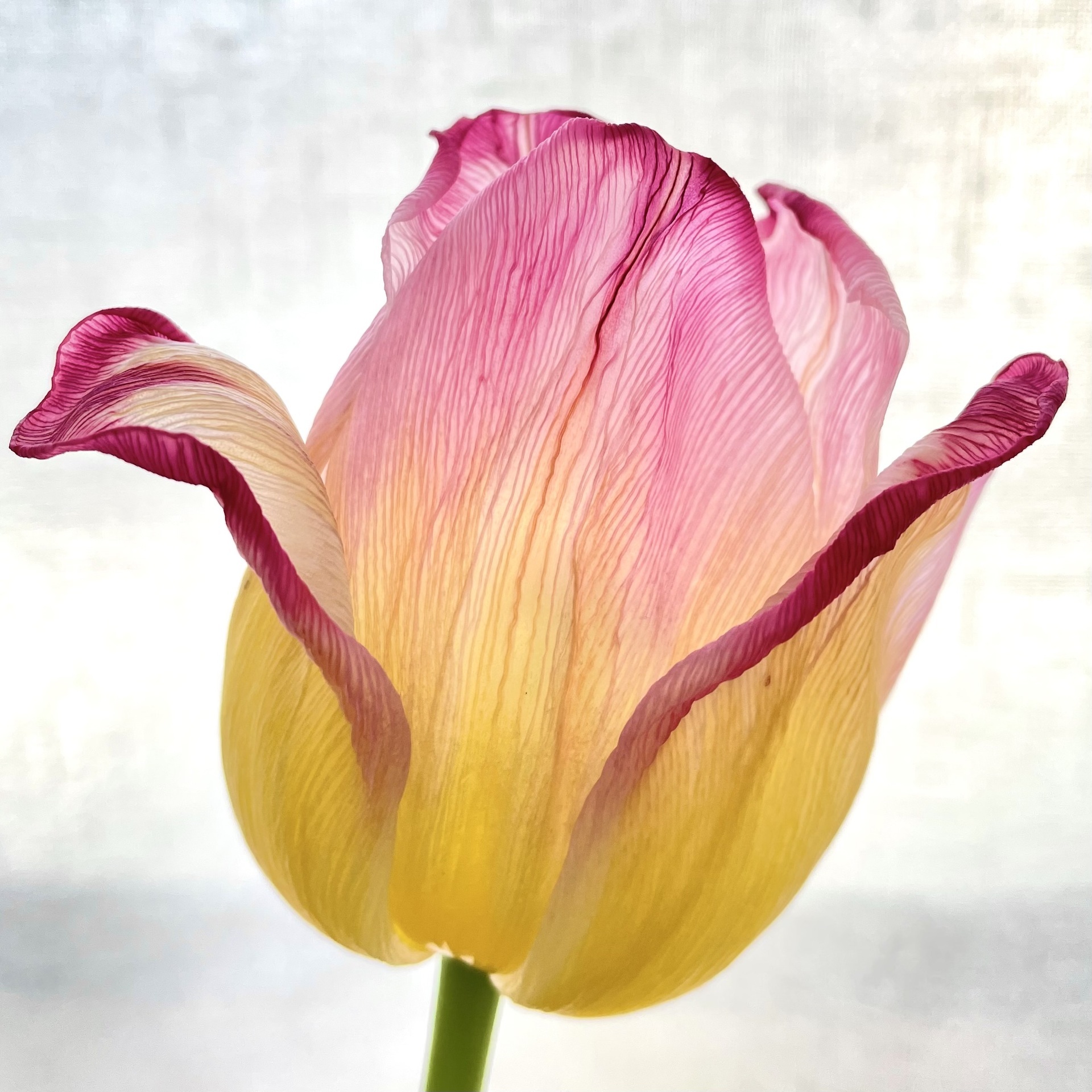 チューリップ: FROG☆WORKS雑記帳