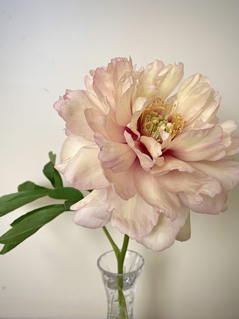 芍薬: FROG☆WORKS雑記帳