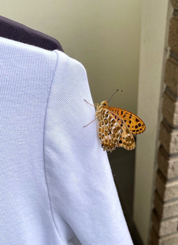 ちょうちょ: FROG☆WORKS雑記帳